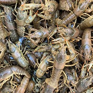 toledo goldfish crayfish - perfect for ponds or aquariums - 5 count