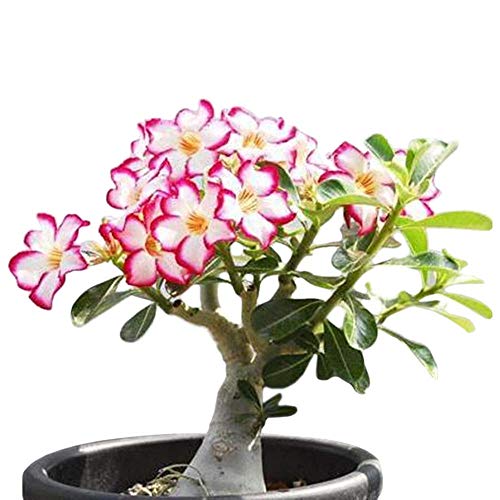 COLIBYOU Desert Rose， Adenium Obesum one Year Plant ， Baby Size Bonsai Caudex (1 Rose)