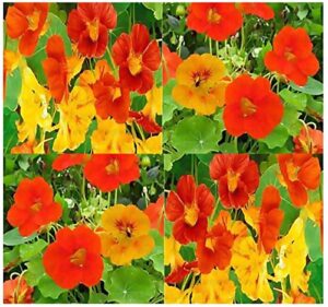 petbroo big pack - nasturtium flower seed mix (1,000) - edible tropaeolum nanum - spurred, flat-faced trumpet - used in cake & bakery - flower seeds by myseeds.co (big pack - nasturtium mix)