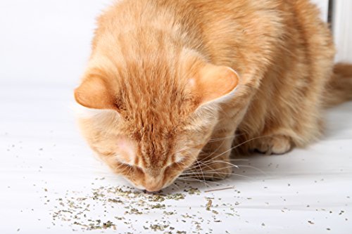 Organic Catnip by Cat Kush, Safe Premium Blend Perfect for Cats, Instilled with Maximized Potency your Kitty is Guaranteed to Go Crazy for! (1 Cup)