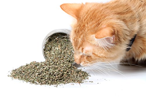 Organic Catnip by Cat Kush, Safe Premium Blend Perfect for Cats, Instilled with Maximized Potency your Kitty is Guaranteed to Go Crazy for! (1 Cup)