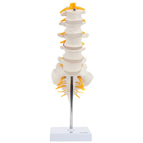 Axis Scientific Lumbar Spine Anatomy Model with Sacrum and Spinal Nerves, Lumbar Vertebrae, Vertebral Model, Spinal Model Didactic Replica of Lumbrosacral Section with Nerves, Herniated Disc at L4, Includes Base for Display