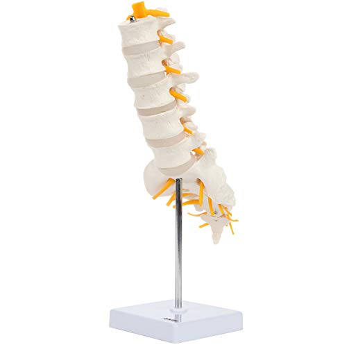 Axis Scientific Lumbar Spine Anatomy Model with Sacrum and Spinal Nerves, Lumbar Vertebrae, Vertebral Model, Spinal Model Didactic Replica of Lumbrosacral Section with Nerves, Herniated Disc at L4, Includes Base for Display