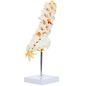 Axis Scientific Lumbar Spine Anatomy Model with Sacrum and Spinal Nerves, Lumbar Vertebrae, Vertebral Model, Spinal Model Didactic Replica of Lumbrosacral Section with Nerves, Herniated Disc at L4, Includes Base for Display