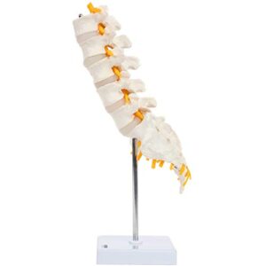 Axis Scientific Lumbar Spine Anatomy Model with Sacrum and Spinal Nerves, Lumbar Vertebrae, Vertebral Model, Spinal Model Didactic Replica of Lumbrosacral Section with Nerves, Herniated Disc at L4, Includes Base for Display