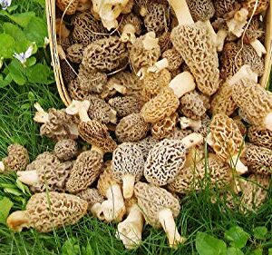 Large Kit Morel Mushroom Spores in Sawdust Seed Spore kit from WV 25 Gallon kit