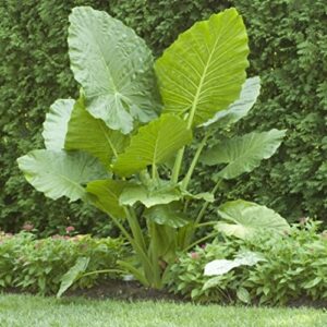 elephant ears (colocasia) 3 bulb- bold tropical effect to and landscape.