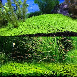 Zafina 3 Pack Aquarium Plant Seeds, Easy to Grow Aquatic Plant Seeds, Fast Growing Aquarium Carpet Seeds - Creates a Natural Ecosystem for Your Fish