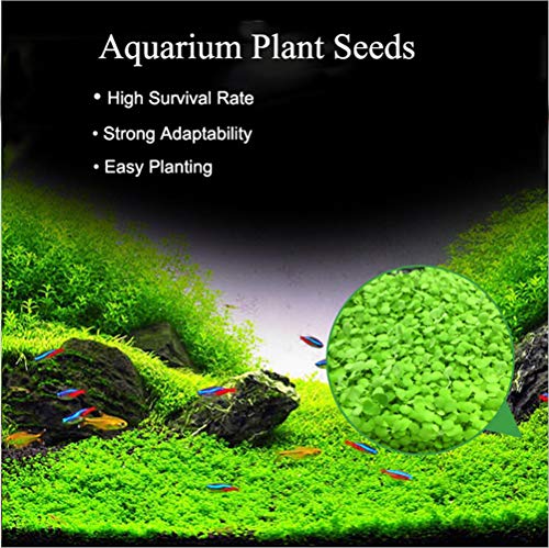 Zafina 3 Pack Aquarium Plant Seeds, Easy to Grow Aquatic Plant Seeds, Fast Growing Aquarium Carpet Seeds - Creates a Natural Ecosystem for Your Fish