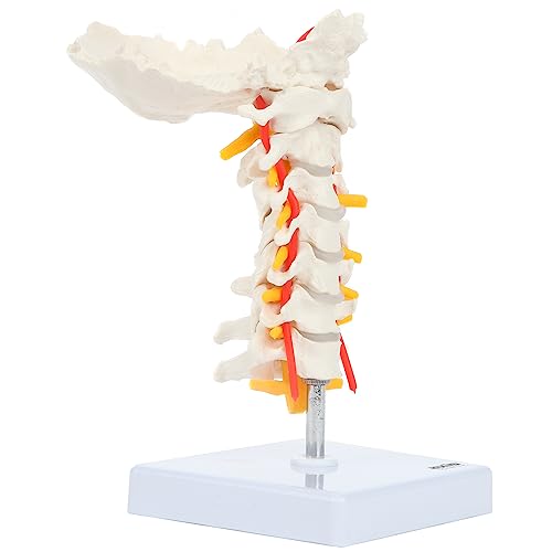 Axis Scientific Cervical Vertebra Model with Spinal Nerves and Arteries | Detailed Bony Landmarks of The Cervical Spine | Includes Occipital Bone | Essential Vertebral and Spinal Model for Education