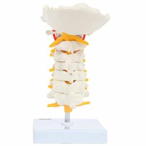 Axis Scientific Cervical Vertebra Model with Spinal Nerves and Arteries | Detailed Bony Landmarks of The Cervical Spine | Includes Occipital Bone | Essential Vertebral and Spinal Model for Education