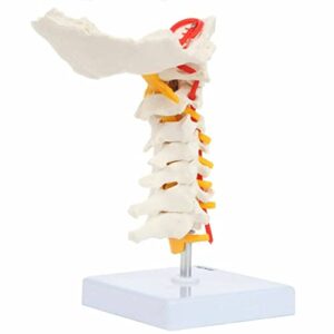 Axis Scientific Cervical Vertebra Model with Spinal Nerves and Arteries | Detailed Bony Landmarks of The Cervical Spine | Includes Occipital Bone | Essential Vertebral and Spinal Model for Education