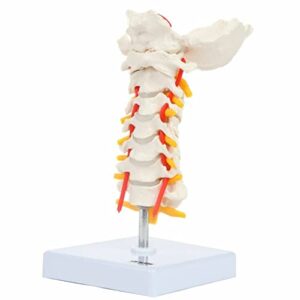 Axis Scientific Cervical Vertebra Model with Spinal Nerves and Arteries | Detailed Bony Landmarks of The Cervical Spine | Includes Occipital Bone | Essential Vertebral and Spinal Model for Education