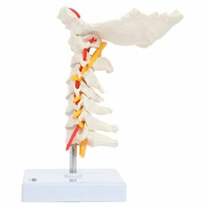 Axis Scientific Cervical Vertebra Model with Spinal Nerves and Arteries | Detailed Bony Landmarks of The Cervical Spine | Includes Occipital Bone | Essential Vertebral and Spinal Model for Education