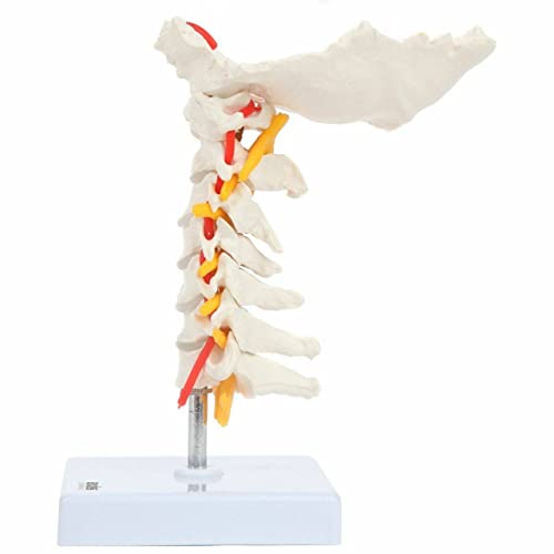 Axis Scientific Cervical Vertebra Model with Spinal Nerves and Arteries | Detailed Bony Landmarks of The Cervical Spine | Includes Occipital Bone | Essential Vertebral and Spinal Model for Education