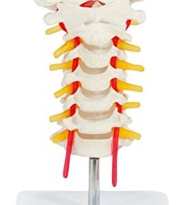 Axis Scientific Cervical Vertebra Model with Spinal Nerves and Arteries | Detailed Bony Landmarks of The Cervical Spine | Includes Occipital Bone | Essential Vertebral and Spinal Model for Education