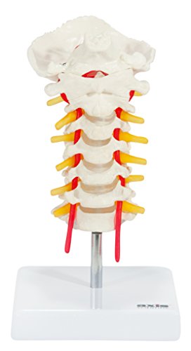 Axis Scientific Cervical Vertebra Model with Spinal Nerves and Arteries | Detailed Bony Landmarks of The Cervical Spine | Includes Occipital Bone | Essential Vertebral and Spinal Model for Education