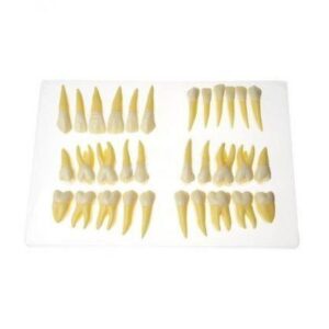 Doc.Royal 32 pcs Superior 2.5 Times Permanent Teeth Model Demonstration Teach Model