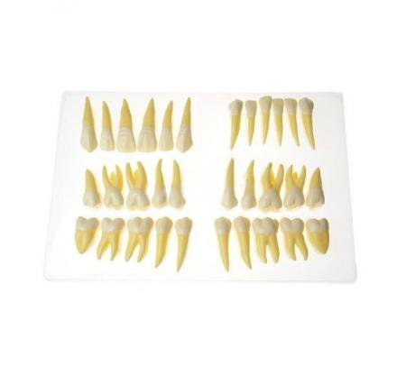 Doc.Royal 32 pcs Superior 2.5 Times Permanent Teeth Model Demonstration Teach Model