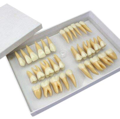 Doc.Royal 32 pcs Superior 2.5 Times Permanent Teeth Model Demonstration Teach Model