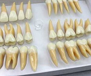 Doc.Royal 32 pcs Superior 2.5 Times Permanent Teeth Model Demonstration Teach Model