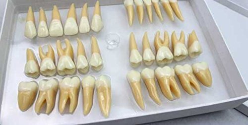 Doc.Royal 32 pcs Superior 2.5 Times Permanent Teeth Model Demonstration Teach Model