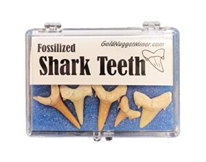 fossil shark teeth with display box - 5 teeth - fossil collection