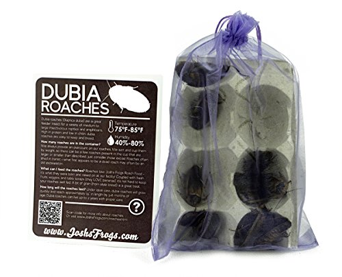 Josh's Frogs Adult Male Dubia Roach (10 Count)