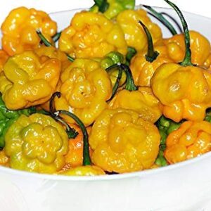 30+ Yellow Scotch Bonnet Jamaican Hot Pepper Seeds Heirloom Non-GMO Spicy, from USA