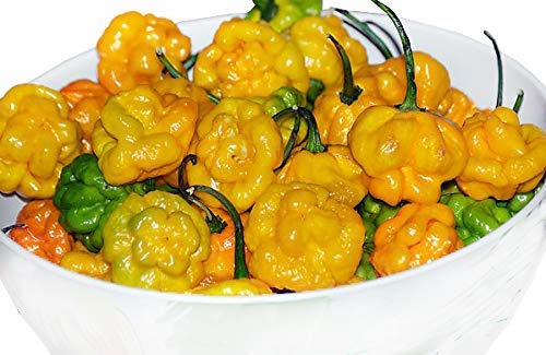 30+ Yellow Scotch Bonnet Jamaican Hot Pepper Seeds Heirloom Non-GMO Spicy, from USA