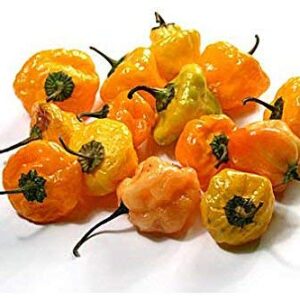 30+ Yellow Scotch Bonnet Jamaican Hot Pepper Seeds Heirloom Non-GMO Spicy, from USA