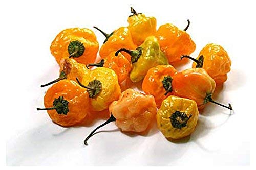 30+ Yellow Scotch Bonnet Jamaican Hot Pepper Seeds Heirloom Non-GMO Spicy, from USA