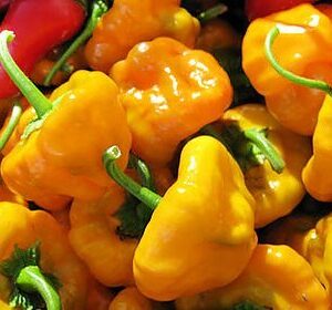 30+ Yellow Scotch Bonnet Jamaican Hot Pepper Seeds Heirloom Non-GMO Spicy, from USA