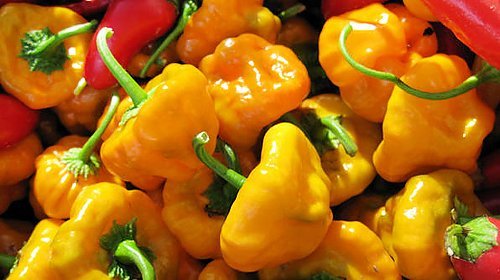 30+ Yellow Scotch Bonnet Jamaican Hot Pepper Seeds Heirloom Non-GMO Spicy, from USA