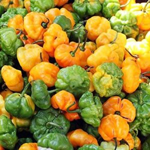 30+ Yellow Scotch Bonnet Jamaican Hot Pepper Seeds Heirloom Non-GMO Spicy, from USA