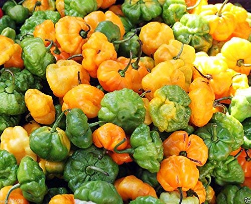 30+ Yellow Scotch Bonnet Jamaican Hot Pepper Seeds Heirloom Non-GMO Spicy, from USA