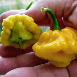 30+ Yellow Scotch Bonnet Jamaican Hot Pepper Seeds Heirloom Non-GMO Spicy, from USA