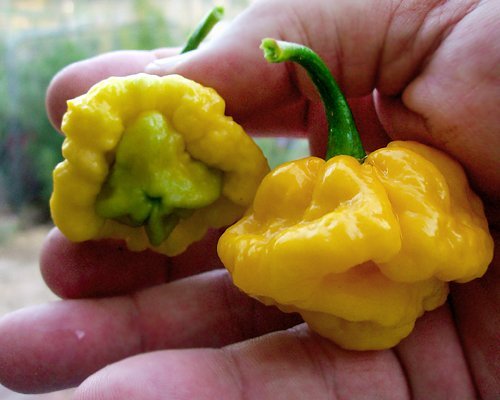 30+ Yellow Scotch Bonnet Jamaican Hot Pepper Seeds Heirloom Non-GMO Spicy, from USA