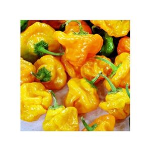 30+ Yellow Scotch Bonnet Jamaican Hot Pepper Seeds Heirloom Non-GMO Spicy, from USA