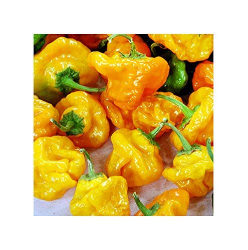 30+ Yellow Scotch Bonnet Jamaican Hot Pepper Seeds Heirloom Non-GMO Spicy, from USA