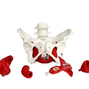 Parco Scientific PB00024 Female Pelvis with Organs | Pelvic Floor Muscles and Reproductive Organs | Removable Organs Include Uterus, Colon and Bladder | Includes Detailed Instruction Manual