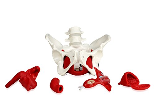 Parco Scientific PB00024 Female Pelvis with Organs | Pelvic Floor Muscles and Reproductive Organs | Removable Organs Include Uterus, Colon and Bladder | Includes Detailed Instruction Manual