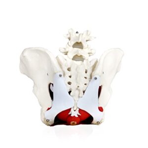 Parco Scientific PB00024 Female Pelvis with Organs | Pelvic Floor Muscles and Reproductive Organs | Removable Organs Include Uterus, Colon and Bladder | Includes Detailed Instruction Manual