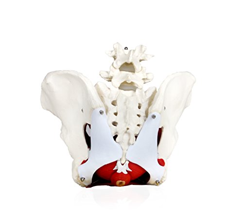 Parco Scientific PB00024 Female Pelvis with Organs | Pelvic Floor Muscles and Reproductive Organs | Removable Organs Include Uterus, Colon and Bladder | Includes Detailed Instruction Manual