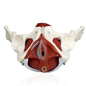 Parco Scientific PB00024 Female Pelvis with Organs | Pelvic Floor Muscles and Reproductive Organs | Removable Organs Include Uterus, Colon and Bladder | Includes Detailed Instruction Manual