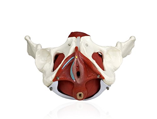 Parco Scientific PB00024 Female Pelvis with Organs | Pelvic Floor Muscles and Reproductive Organs | Removable Organs Include Uterus, Colon and Bladder | Includes Detailed Instruction Manual