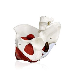 Parco Scientific PB00024 Female Pelvis with Organs | Pelvic Floor Muscles and Reproductive Organs | Removable Organs Include Uterus, Colon and Bladder | Includes Detailed Instruction Manual