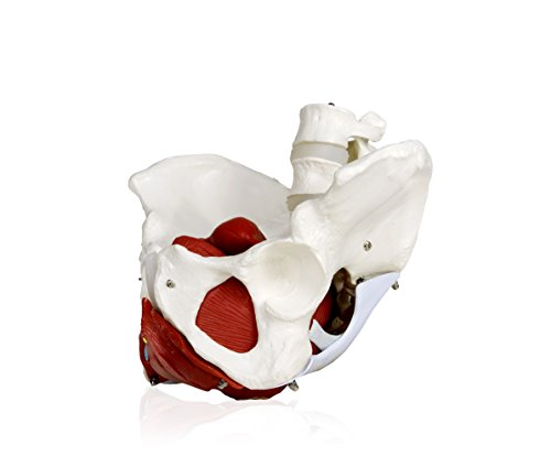 Parco Scientific PB00024 Female Pelvis with Organs | Pelvic Floor Muscles and Reproductive Organs | Removable Organs Include Uterus, Colon and Bladder | Includes Detailed Instruction Manual