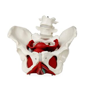 Parco Scientific PB00024 Female Pelvis with Organs | Pelvic Floor Muscles and Reproductive Organs | Removable Organs Include Uterus, Colon and Bladder | Includes Detailed Instruction Manual