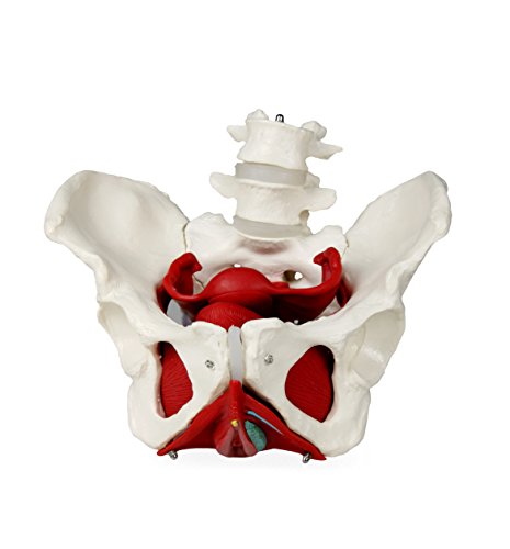 Parco Scientific PB00024 Female Pelvis with Organs | Pelvic Floor Muscles and Reproductive Organs | Removable Organs Include Uterus, Colon and Bladder | Includes Detailed Instruction Manual